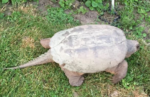 World Turtle Day, May 23. Celebrate and protect turtles and tortoises ...