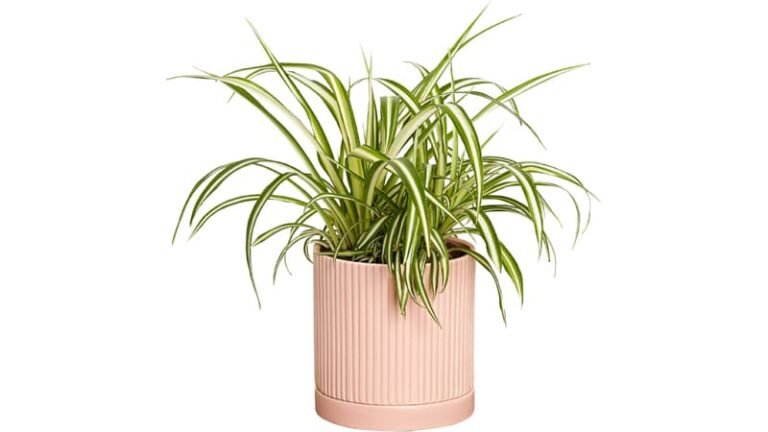 National Indoor Plant Week. Pamper Your Houseplants.