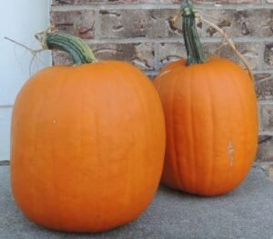National Pumpkin Day, October 26 Holidays. Halloween Fun.