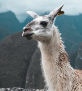 National Llama Day, December 9 Holidays. Camelids, Alpaca.